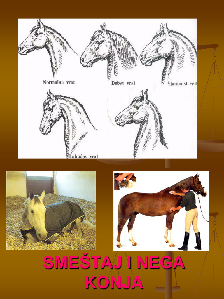 5 - $KONJARSTVO Pejic | PDF