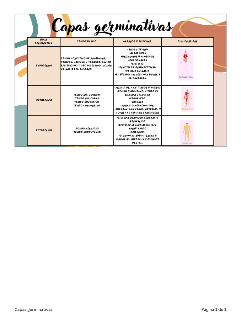 Capas Germinativas | PDF | Epitelio | Morfología (biología)
