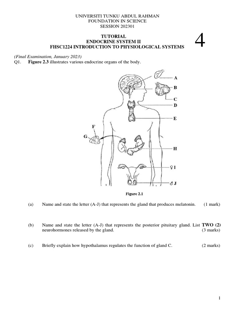 Tutorial 4 S 202301 | PDF | Hormone | Endocrine System