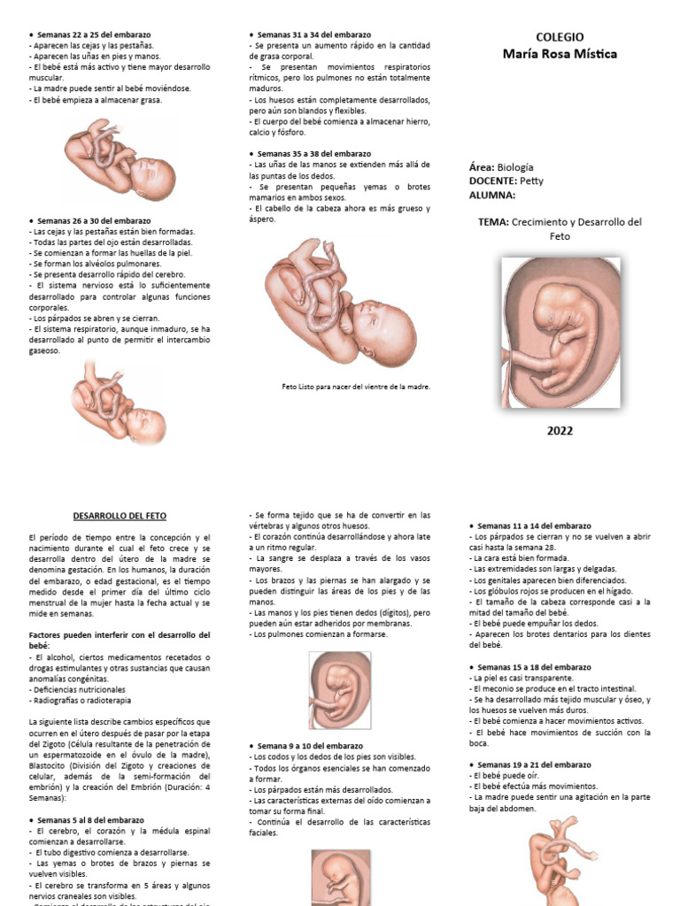TRIPTICO Desarrollo Del Feto | PDF | Feto | El embarazo