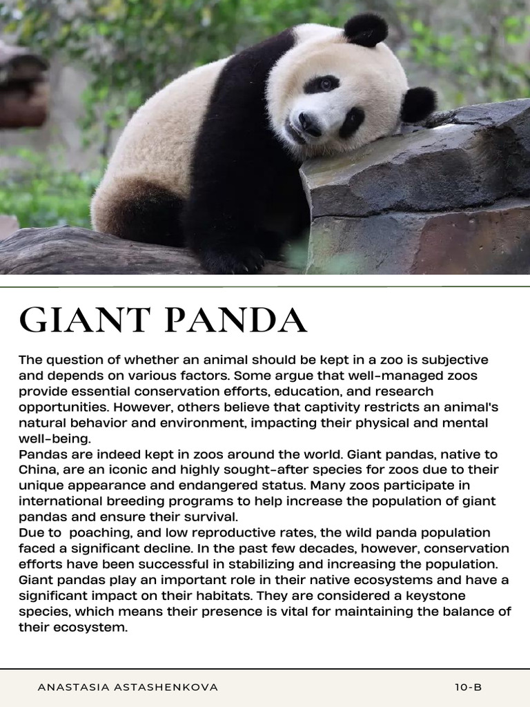 Giant Panda Essay | PDF