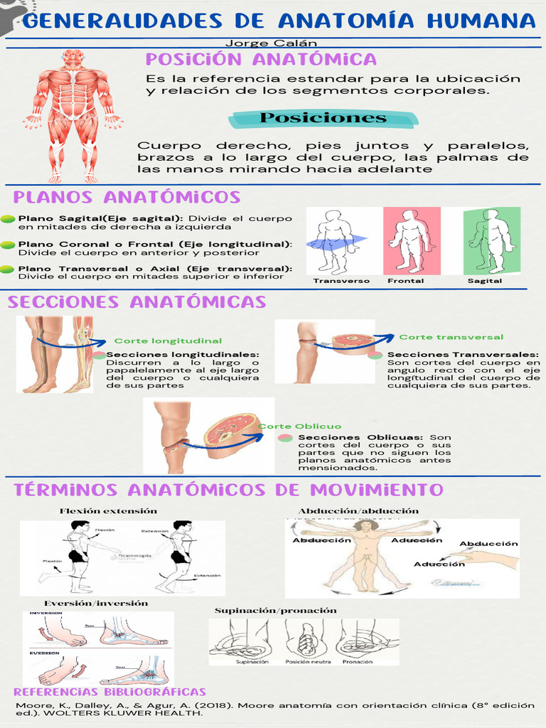 Posición, Planos, Secciones y Terminos Anatómicos de Movimiento | PDF