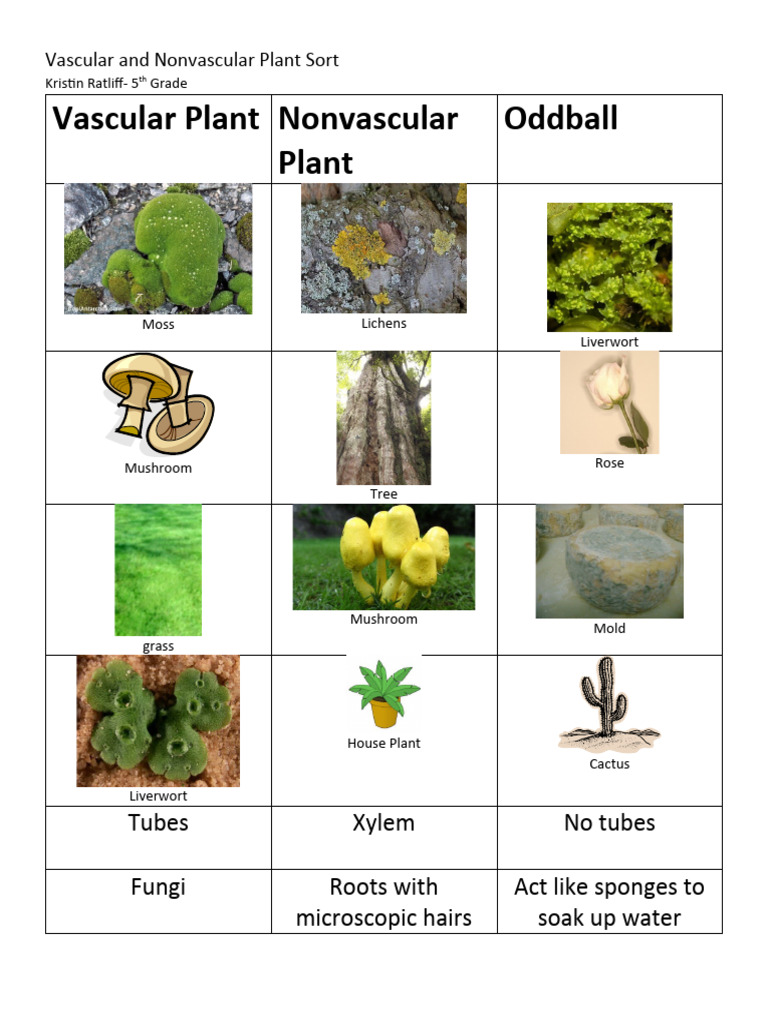 Vascular vs Nonvascular Plant Guide | PDF