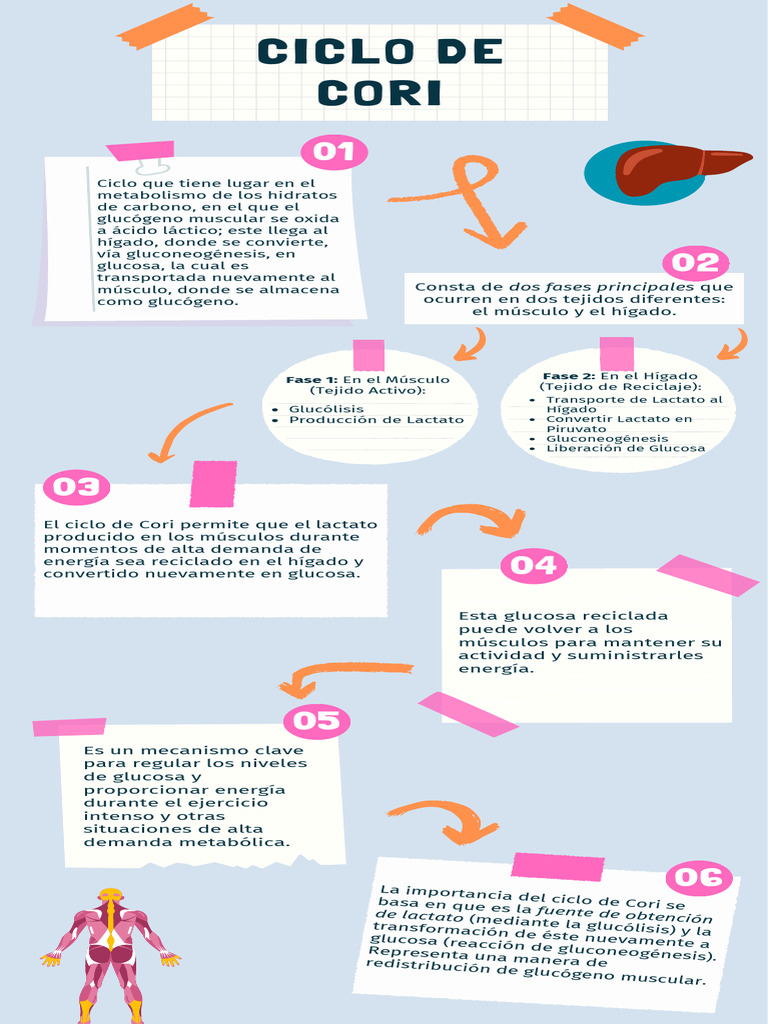 Ciclo de Cori | PDF | Ácido láctico | Química