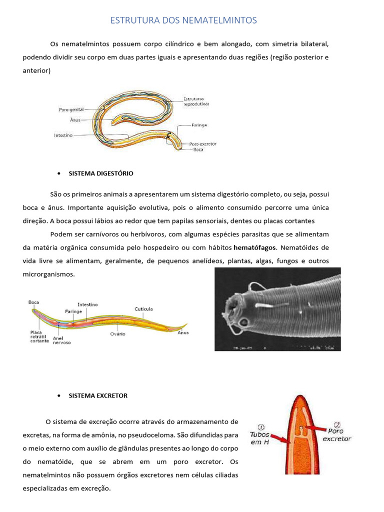 Estrutura Dos Nematelmintos | PDF