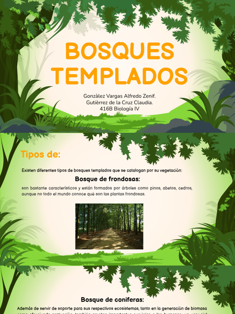 Características del Bosque Templado | PDF | Suelo | Los bosques