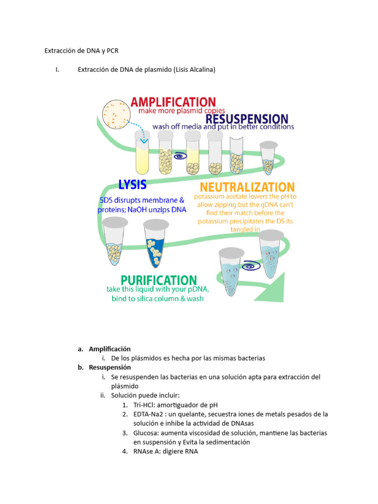Extracción de DNA y PCR | Descargar gratis PDF | Adn | Reacción en cadena de la polimerasa