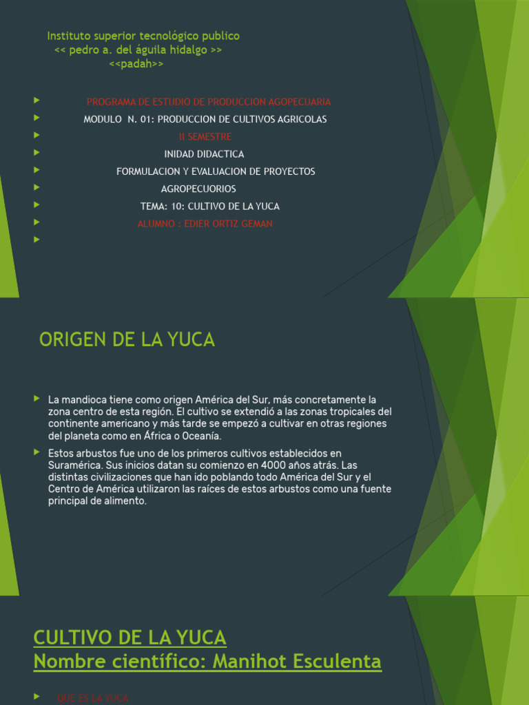 Cultivo de La Yuca | PDF | Agricultura | Alimentos