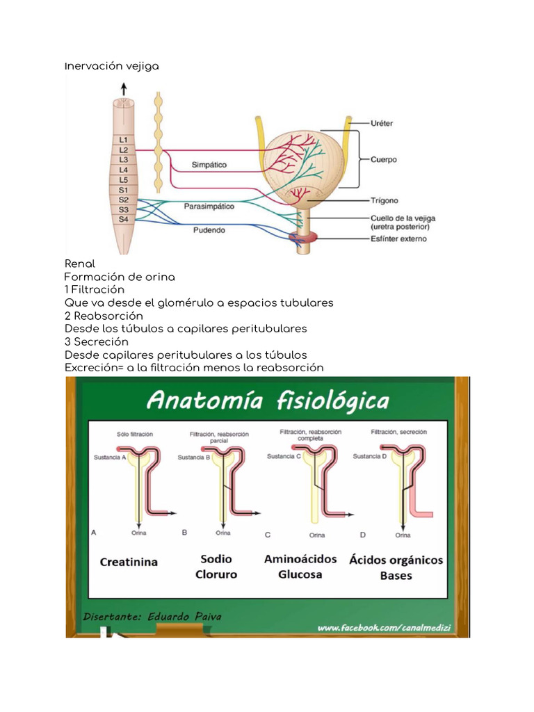 Filtración y formación de orina renal | PDF | Riñón | Calcio