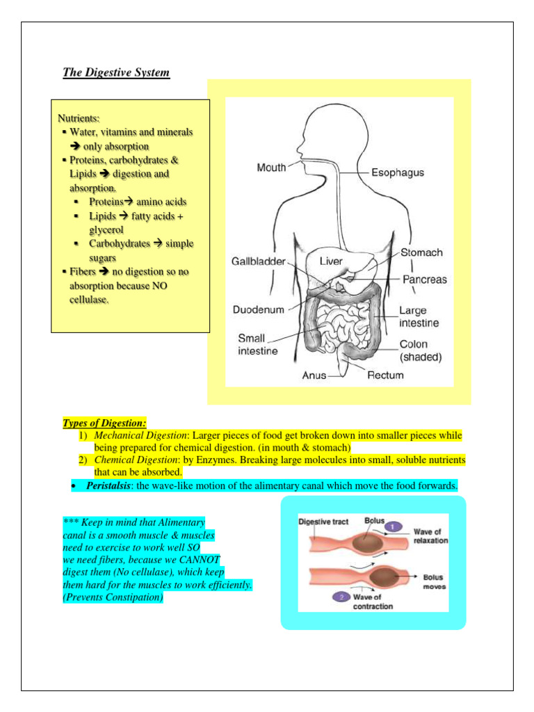 The Digestive System Notes - Grade 9 | PDF | Digestion | Human ...