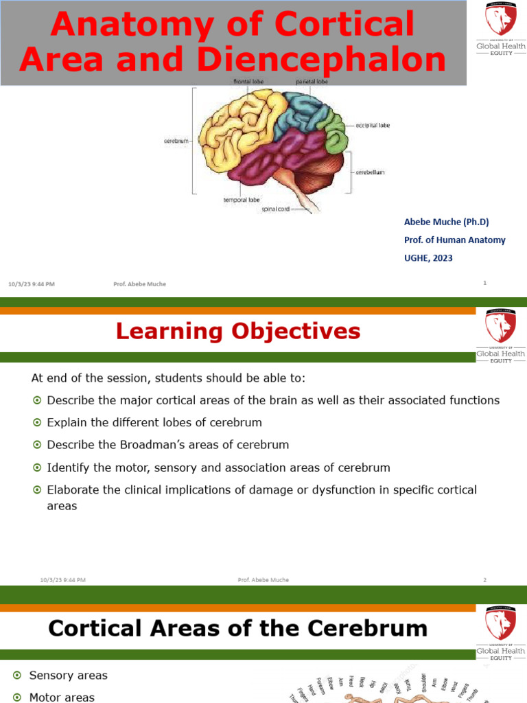 Anatomy of Cerebral Cortical Areas - Prof. Abebe M. | PDF | Thalamus ...