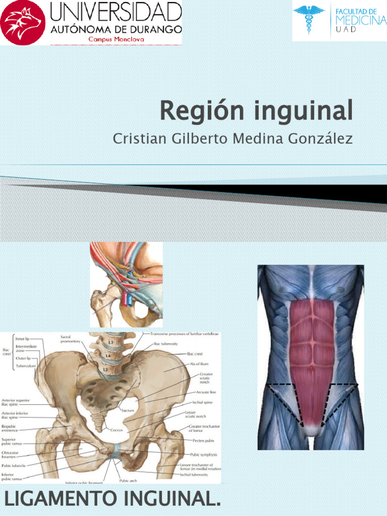 Región Inguinal | PDF
