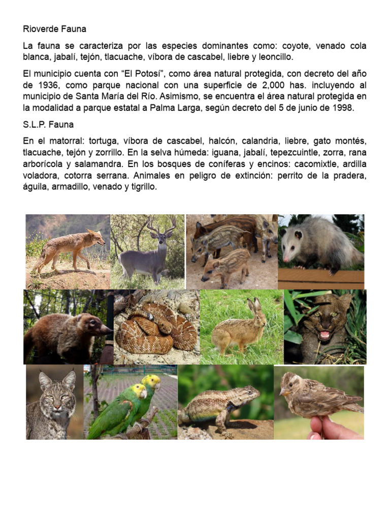 Fauna y Flora de San Luis Potosí | PDF
