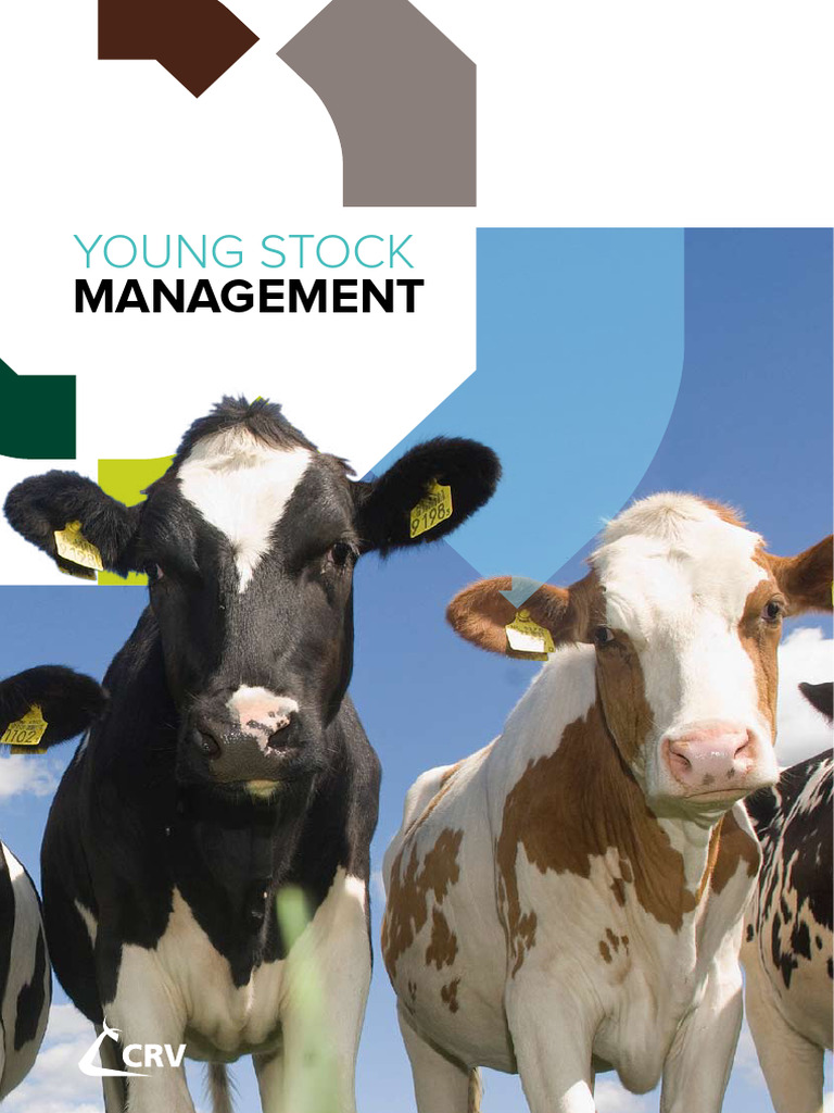 Young Stock Management | PDF | Dairy Cattle | Cattle