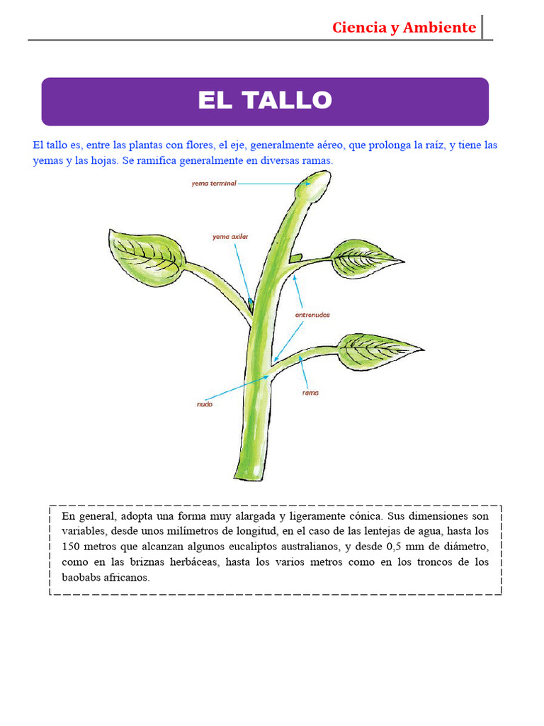 Funciones y Tipos de Tallo en Plantas | PDF | Tallo de la planta ...