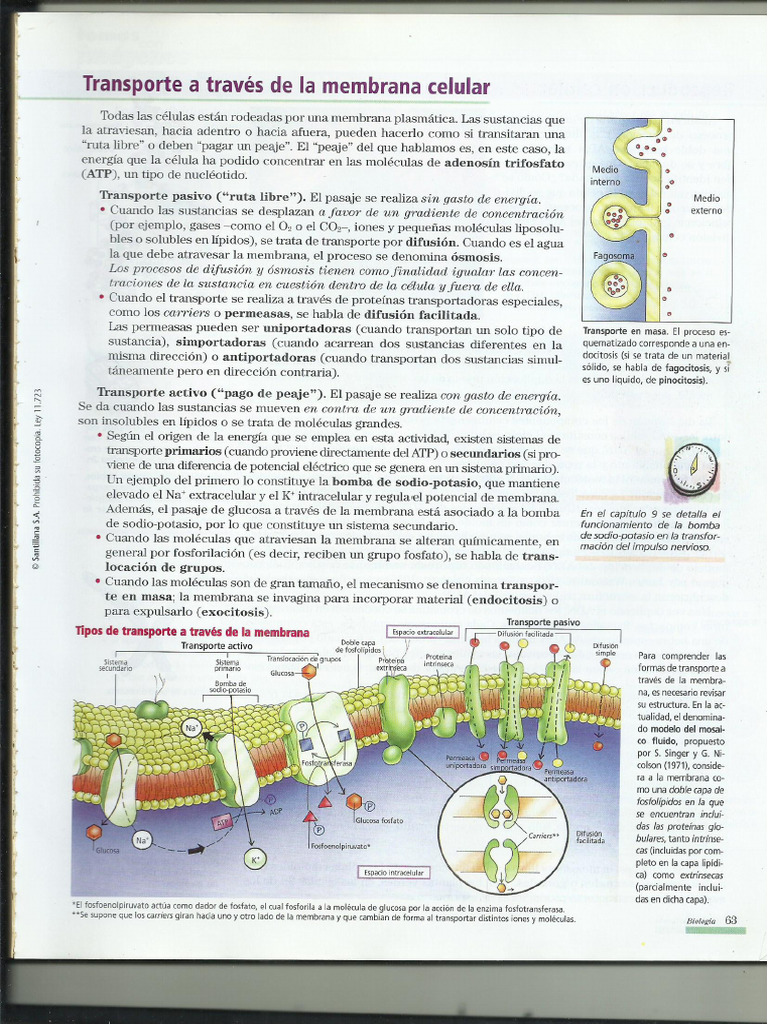 Transporte A Través de La Membrana Celular | PDF