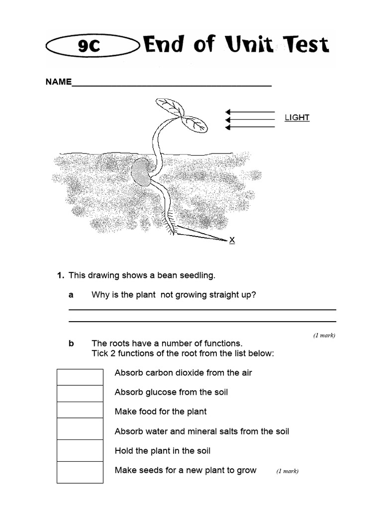 Yr9 Plant Test 2 | PDF | Plants | Leaf