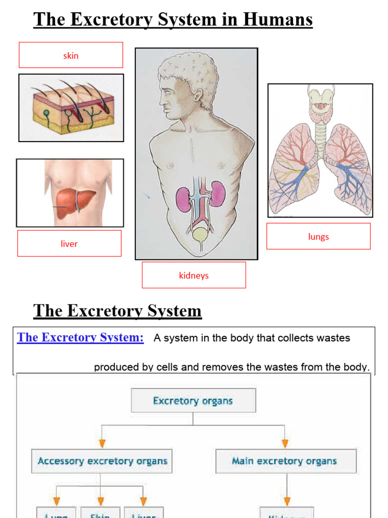 ExcretoryUrinary System2023 | PDF | Urinary System | Kidney