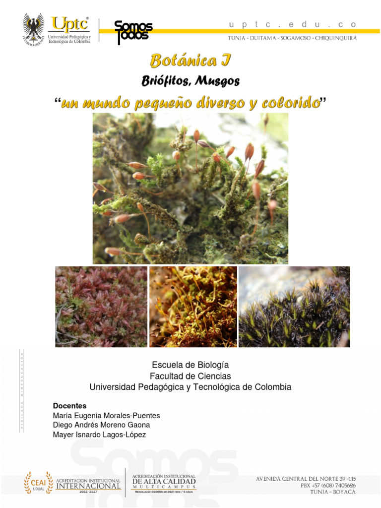 Guía 2. Briófitos (musgos) | PDF | Plantas | Botánica