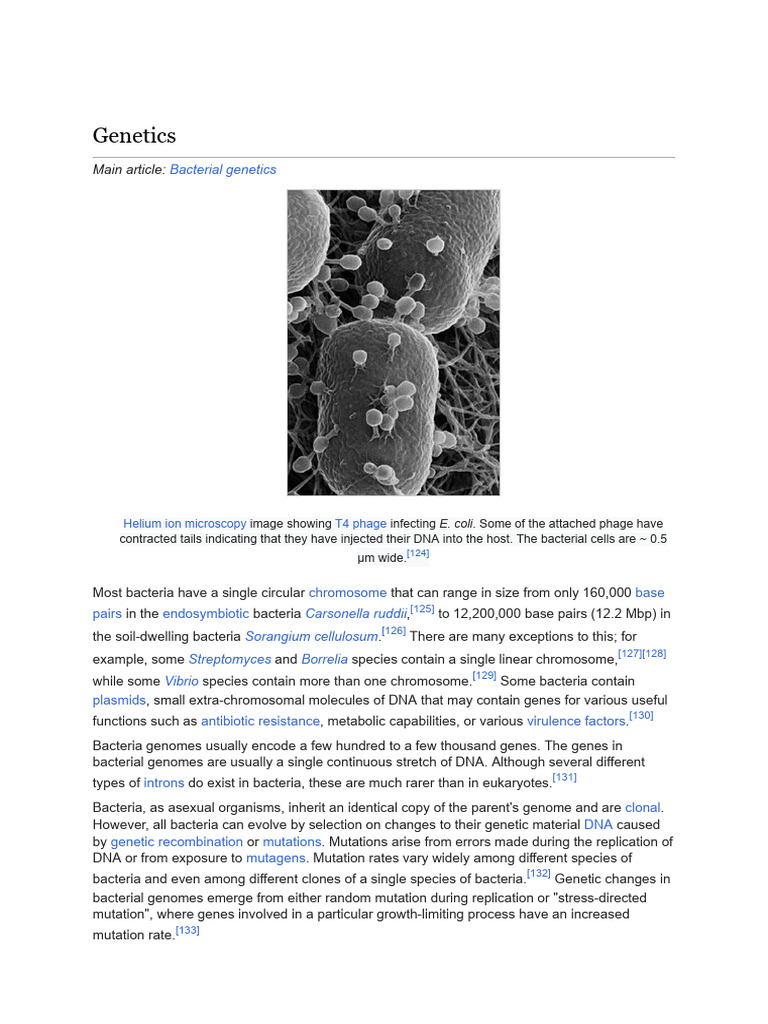 Bacteria | PDF | Bacteria | Genome