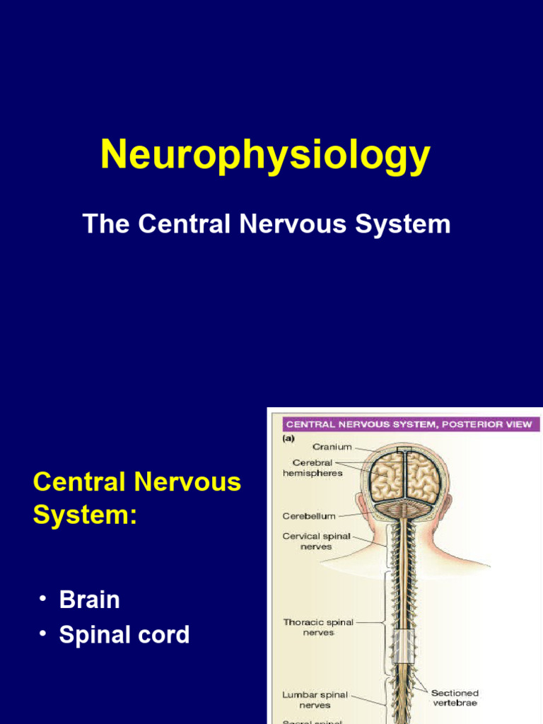 CNS-1 1 | PDF | Cerebrospinal Fluid | Nervous System