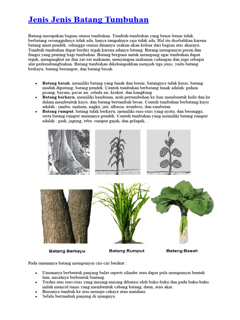 Jenis Jenis Batang Tumbuhan | PDF