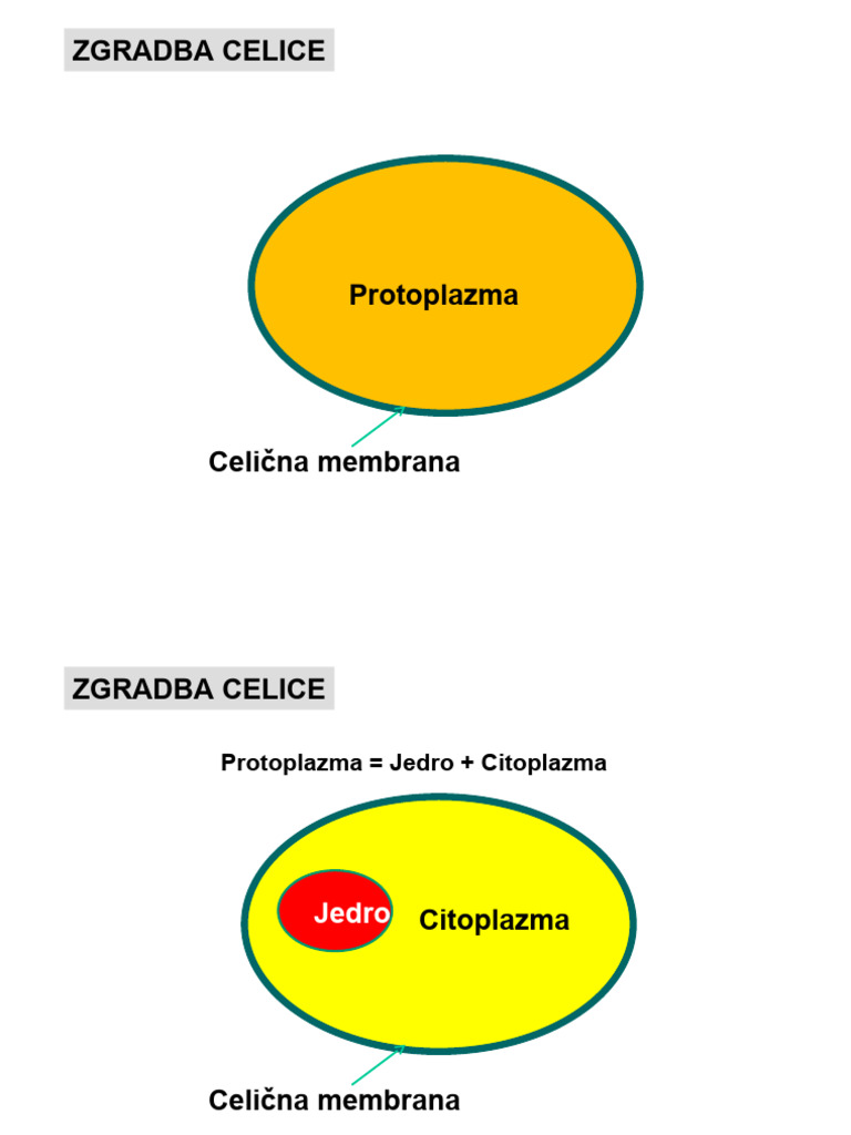 Biokemija - Pregled | PDF