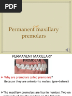 Maxillary 1st Premolar | PDF | Dental Anatomy | Tooth