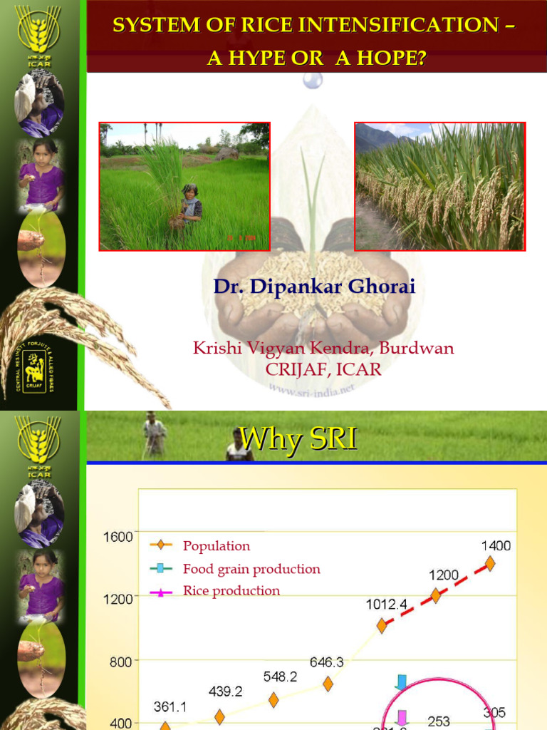 System of Rice Intensification - English | PDF | Rice | Agriculture