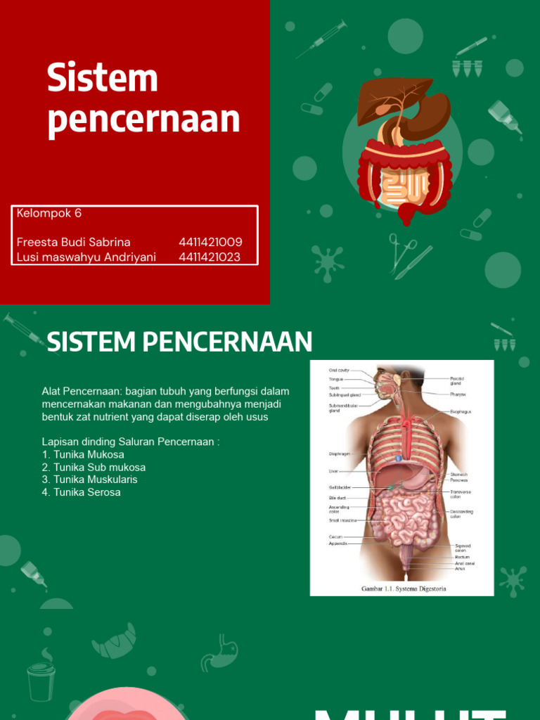 Sistem Pencernaan Manusia | PDF