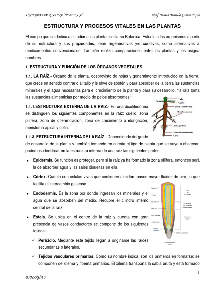 Estructura y Procesos Vitales en Las Plantas | PDF | Raíz | Tallo de la ...