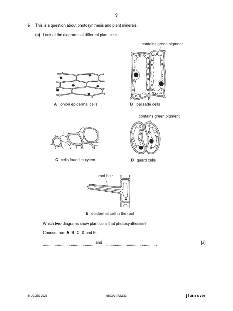 Grade 8 Term Exam (1) - 1-4 | PDF | Leaf | Photosynthesis