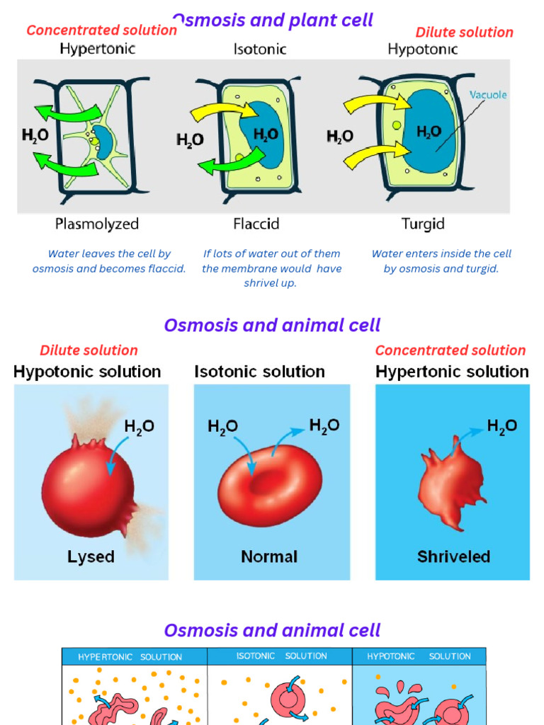 Osmosis Questions | PDF | Osmosis | Diffusion