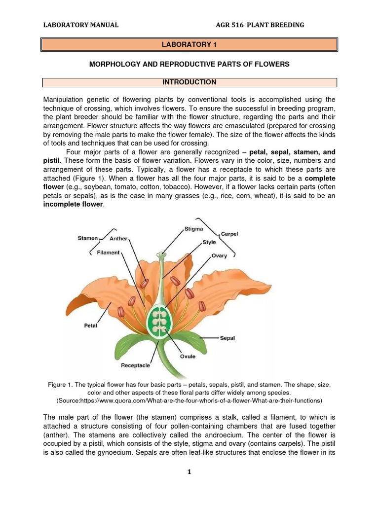 Flower Structure and Mendelian Genetics | PDF | Flowers | Dominance ...