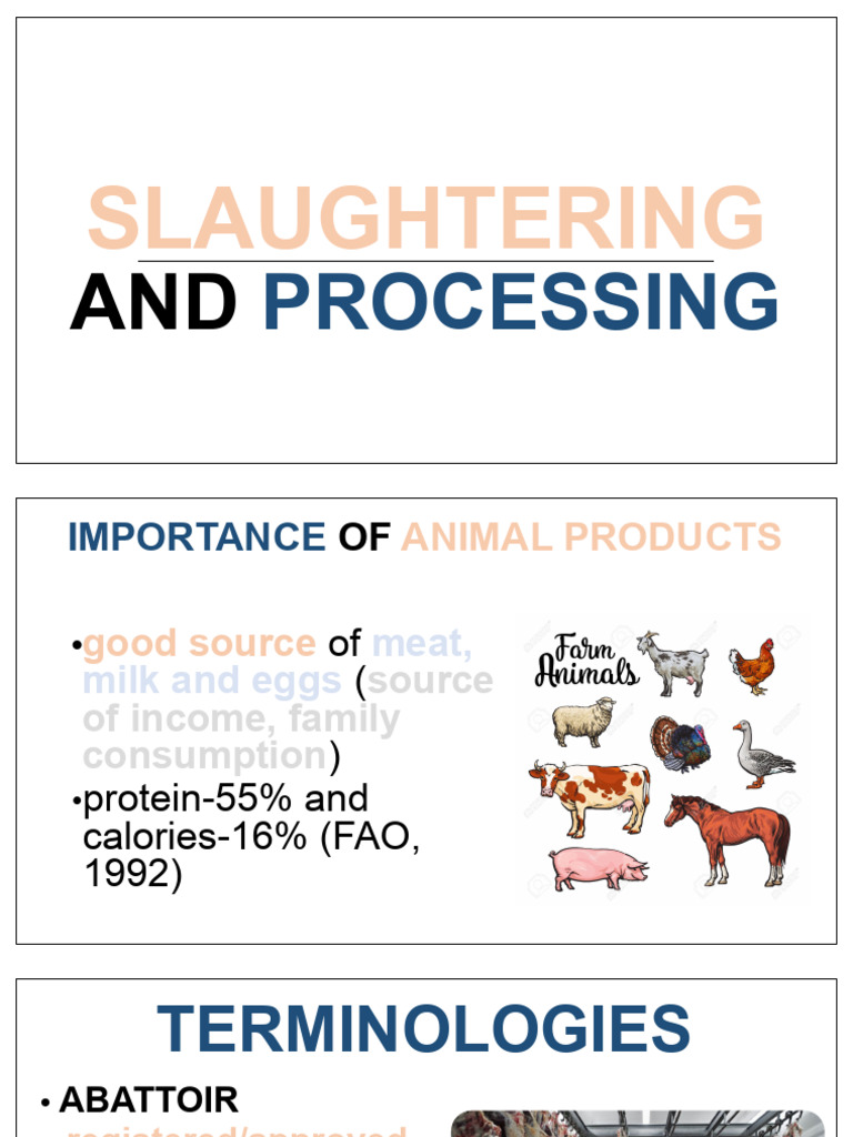Slaughtering PDF | PDF | Milk | Meat