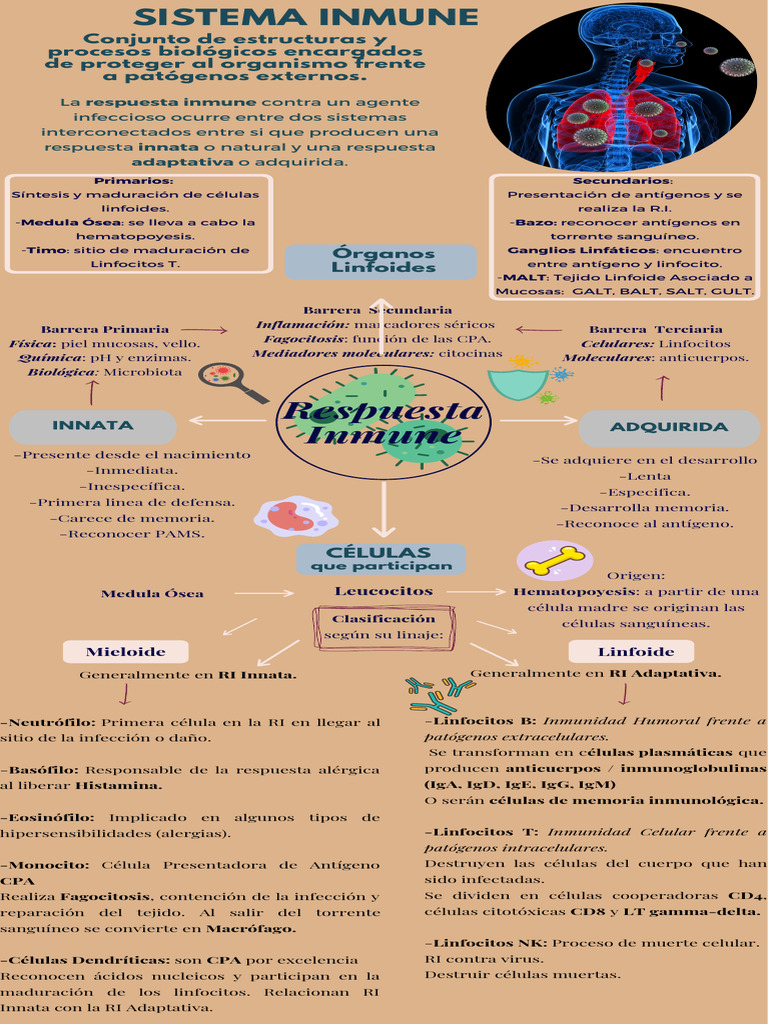 Sistema Inmune | PDF | Sistema inmune | Linfocitos