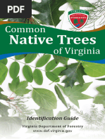 Tree Identification Key Printable: Click Here To Download | PDF ...