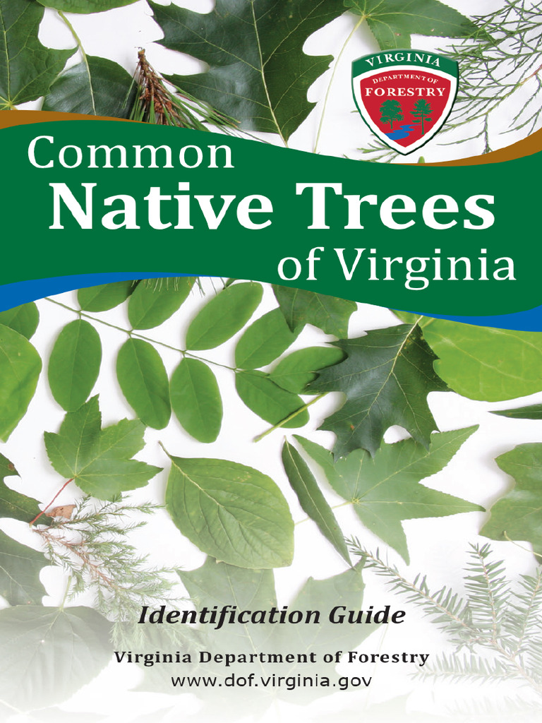 Common Native Trees ID - Pub | Download Free PDF | Pine | Forests