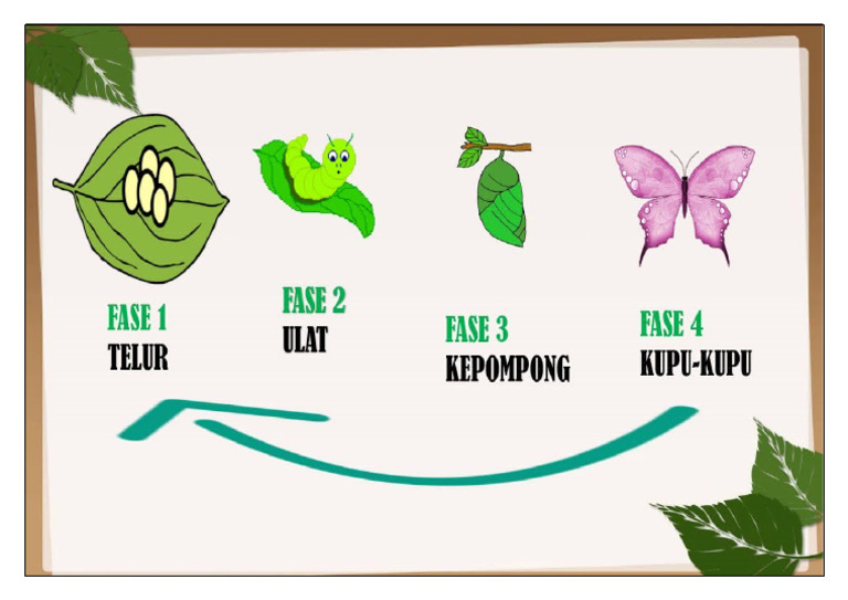 Metamorfosis Kupu-Kupu | PDF