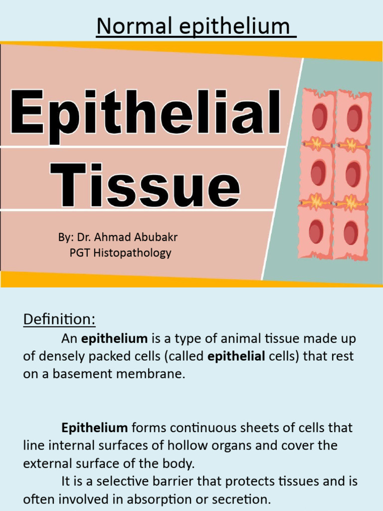 Normal Epithelium | PDF | Epithelium | Organ (Anatomy)