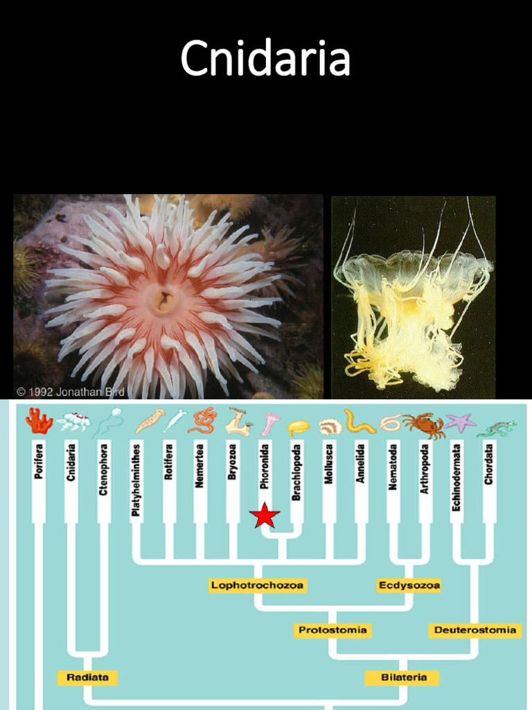 3 - Cnidaria and Ctenophora | PDF | Aquatic Animals | Venomous Animals
