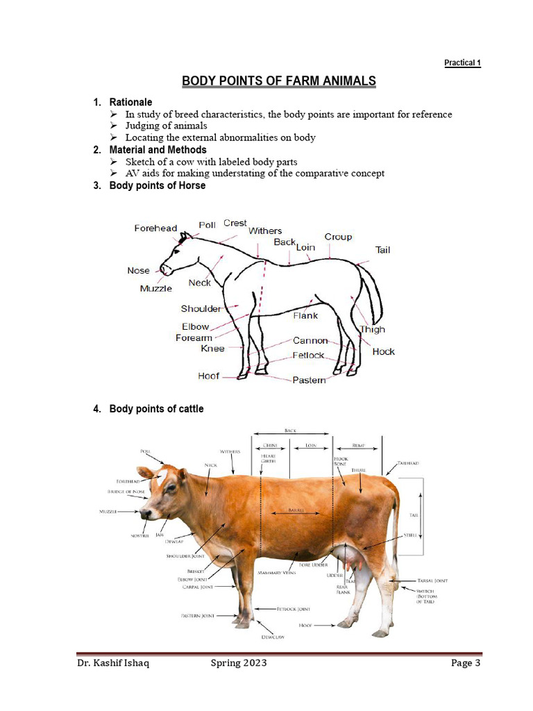 External Anatomy of Cattle | PDF | Arm | Abdomen