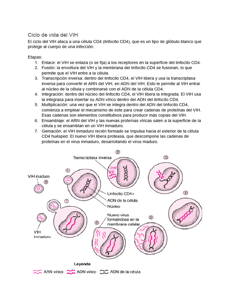 Ciclo de Vida del VIH: Etapas Clave | PDF | Salud y bienestar | Ciencia ...