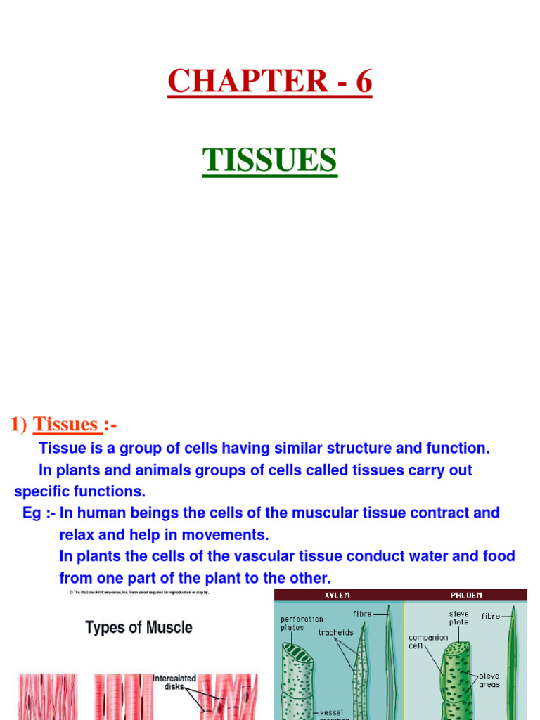 Chapter 6 Tissues Class 9 | PDF | Tissue (Biology) | Epithelium