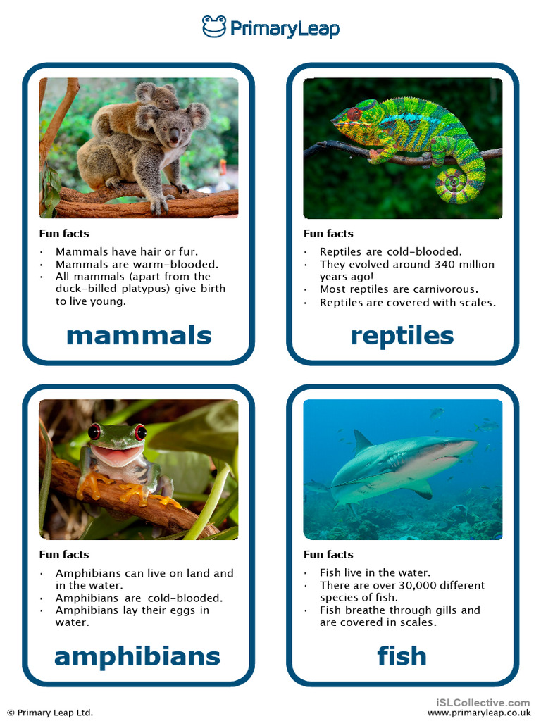 Fun Facts About Vertebrates | PDF | Home & Garden | Science & Mathematics