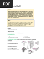 Anatomía de la Región Escapular | PDF | Articulaciones | Hombro