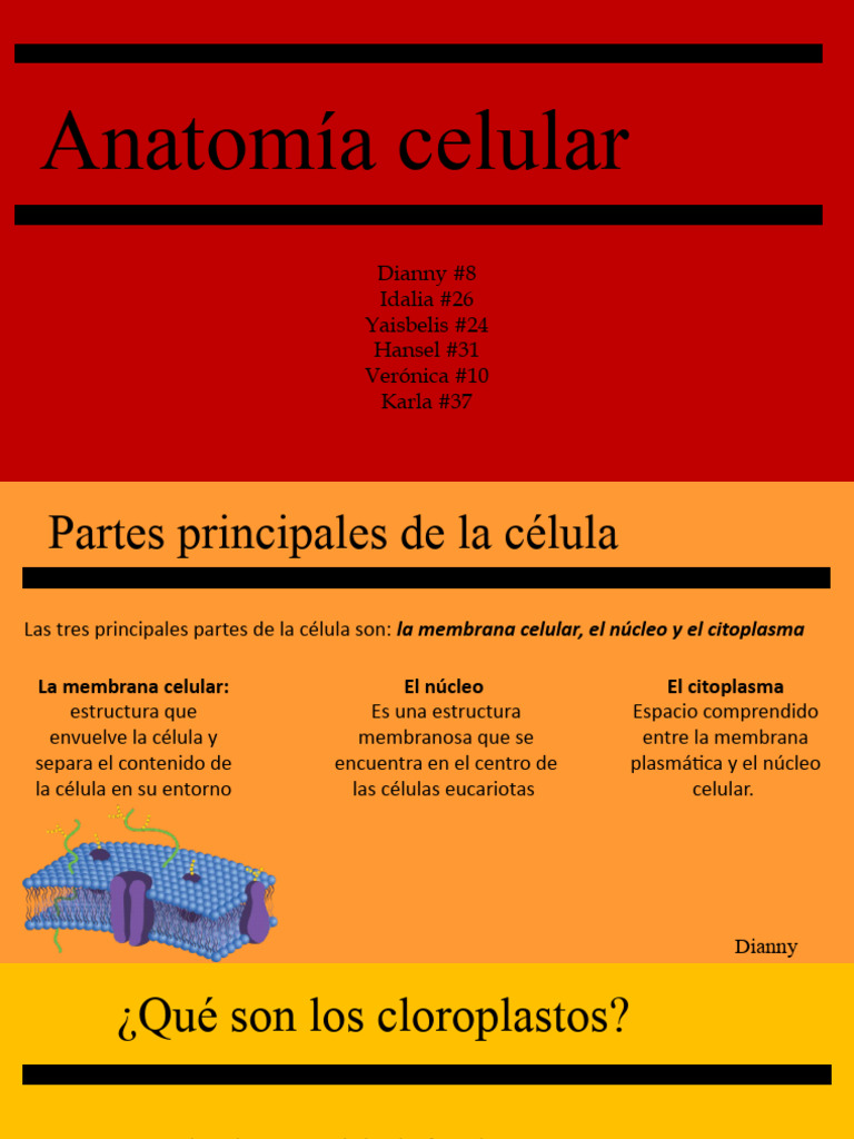 Anatomia Celular | PDF | Biología Celular) | Citoplasma