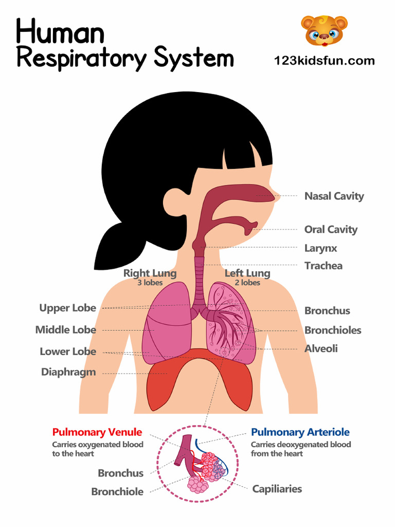 Human Body Respiratory System 2 | PDF