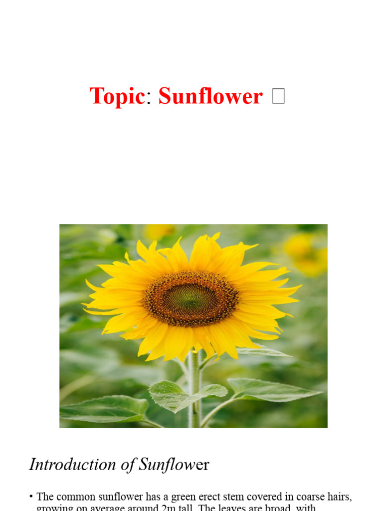 Topic Sunflower | PDF | Home & Garden | Wellness