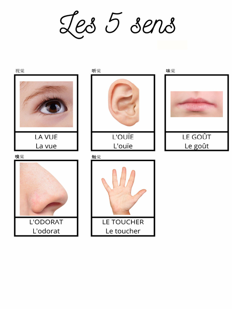 Les 5 Sens | PDF